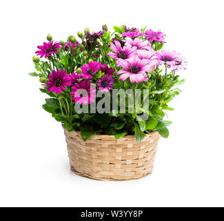 Beautiful chamomile flowers in wicker basket near white wall, closeup ...