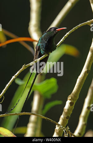 A male Red-billed Streamertail hummingbird (Trochilus polytmus) in ...