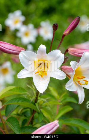 White flowers of Lilium regale plant, known as regal, royal or king's ...