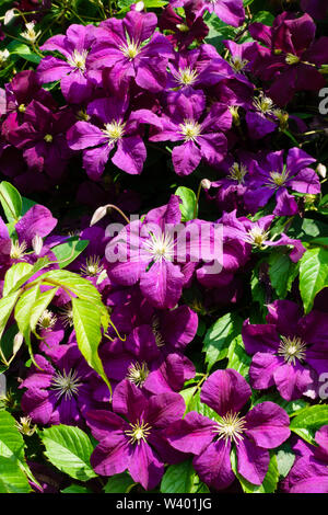 Purple clematis (Etoile Violette) flower Stock Photo - Alamy