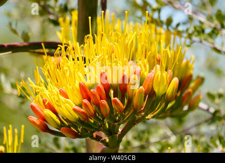 Red agave flower Stock Photo - Alamy