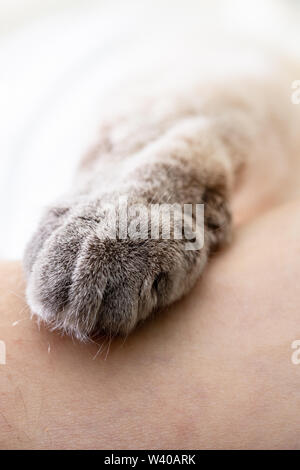 Cute cat with human body holding smartphone on yellow background Stock ...