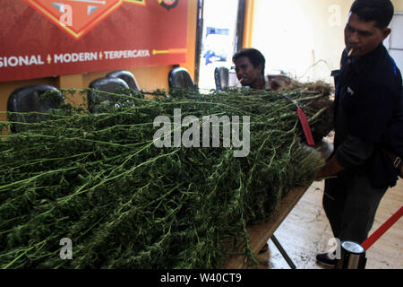 Indonesian anti-drug police showed evidence of dried marijuana trees ...