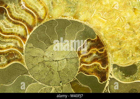 Great ammonite shell viewed in section, revealing the internal chambers ...