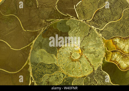 Great ammonite shell viewed in section, revealing the internal chambers ...