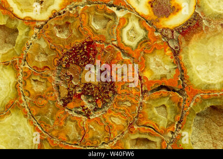 Great ammonite shell viewed in section, revealing the internal chambers ...