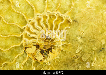 Great ammonite shell viewed in section, revealing the internal chambers ...