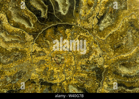 Great ammonite shell viewed in section, revealing the internal chambers ...