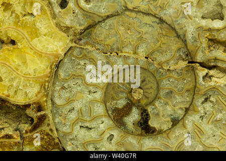 Great ammonite shell viewed in section, revealing the internal chambers ...