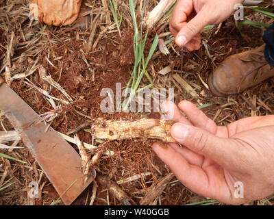 Sugar cane pest, insect as known as: " Bicudo da Cana-de-Açúcar ...
