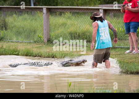 Alligator "Big Al" at Gator Country in Beaumont Texas Stock Photo - Alamy