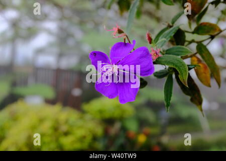 Closeup of Beautiful flowers of Tibouchina urvilleana also known as ...