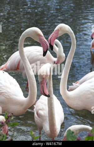 Greater flamingos (Phoenicopterus roseus) with aggressive behaviour ...