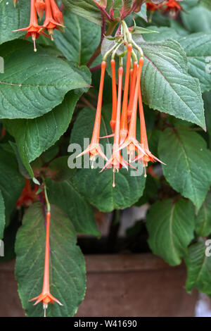 Fuchsia Triphylla Thalia plant Stock Photo - Alamy
