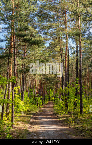 Pine forest in a May morning. Spring grass. Trunk and pine bark. A warm ...