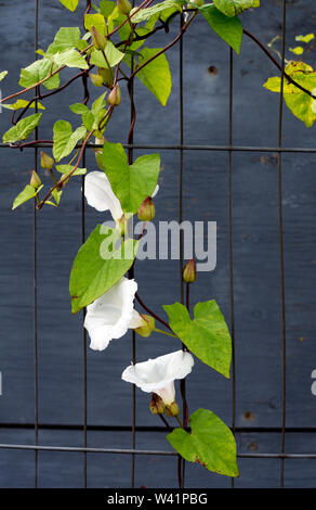 Great Bindweed (Calystegia sylvatica Stock Photo - Alamy