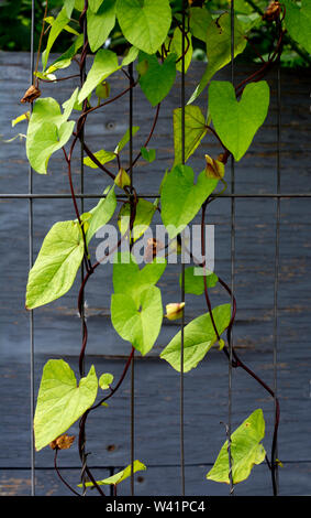 Great bindweed (Calystegia sylvatica Stock Photo - Alamy