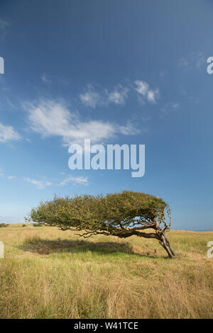 Wind blown hawthorn tree in Cumbria, England Stock Photo - Alamy