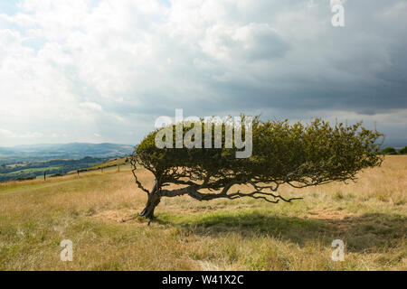 Wind blown hawthorn tree in Cumbria, England Stock Photo - Alamy