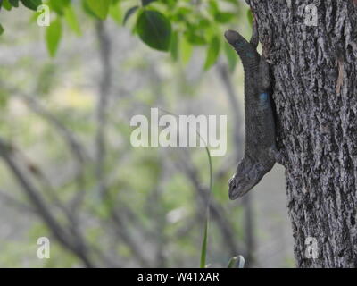 Stubby the Lizard 2 Stock Photo - Alamy