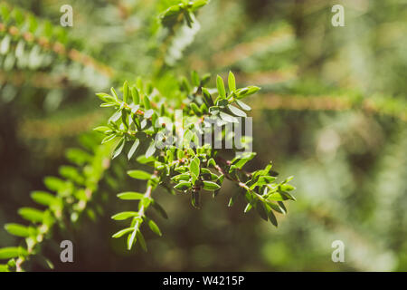 eutaxia obovata (also called egg and bacon plant) with green spiky ...