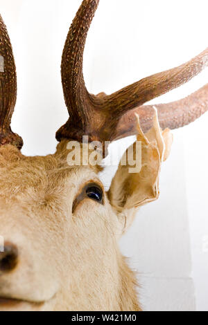 Elk hanging on wall, close-up Stock Photo - Alamy