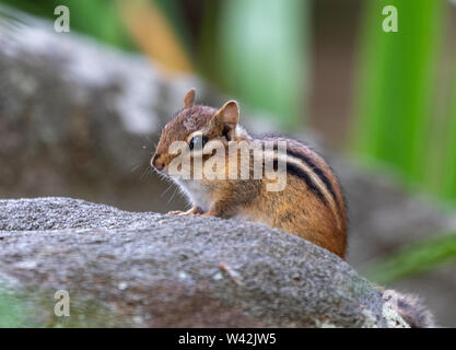 Chipmunk on rock Stock Photo - Alamy
