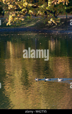 Three ducks swimming on the pond in fall Park Stock Photo - Alamy