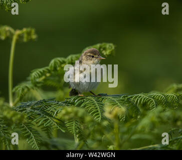 Juvenile Chiffchaff [Phylloscopus collybita ] on reflection pool Stock ...