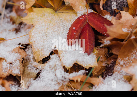 Backgrounf with first snow on colorful fallen leaves on the ground ...