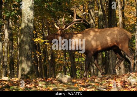 Deer photographed in Quebec, Canada Stock Photo - Alamy