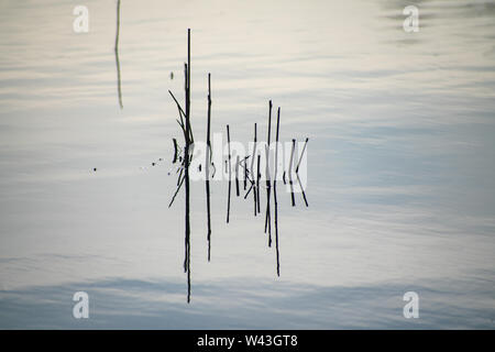 Stalk of reed with water reflections in fall Stock Photo - Alamy