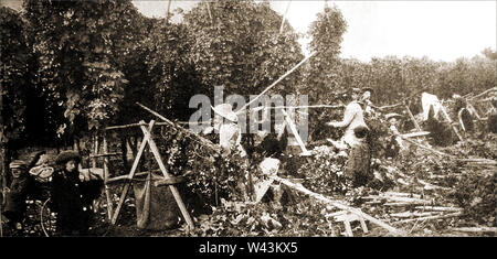 Hop Picking, Kent Stock Photo - Alamy