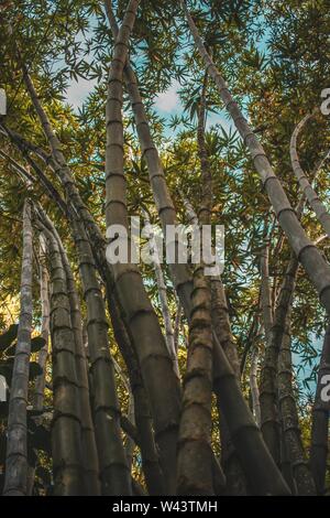 Bamboo forest from low angle Stock Photo - Alamy