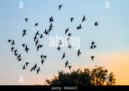Star Sturnus vulgaris stare schwarm schwärme Vogelschwarm swarm flight ...