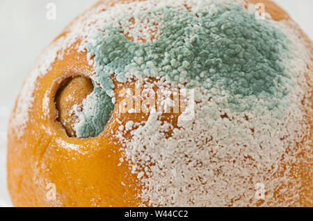 Penicillium mold on a orange Stock Photo - Alamy