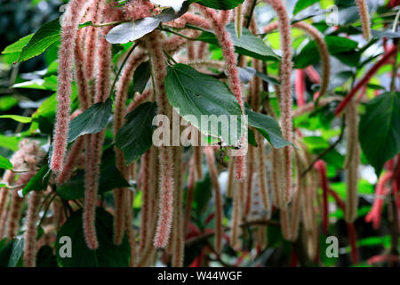 Closeup of flowers of Red Hot Cat's Tail plant (Acalypha Hispida), aka ...