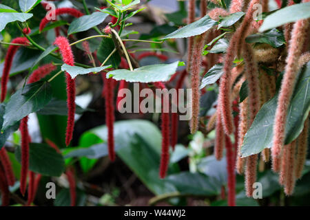 Closeup of flowers of Red Hot Cat's Tail plant (Acalypha Hispida), aka ...