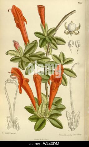 'Columnea glabra 138 8453' is an artwork depicting the plant species ...