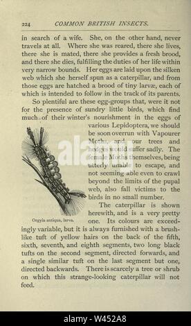 Common British insects selected from the typical beetles, moths, and ...