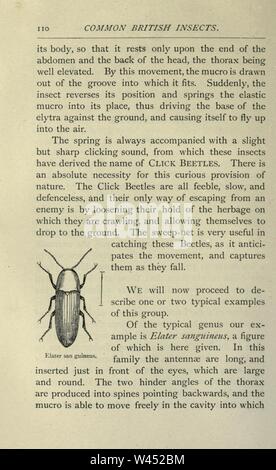 Common British insects selected from the typical beetles, moths, and ...