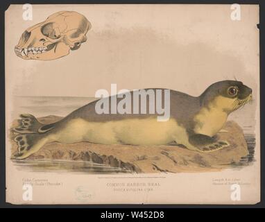 Common or harbor seal (Phoca vitulina) adult resting on a beach ...