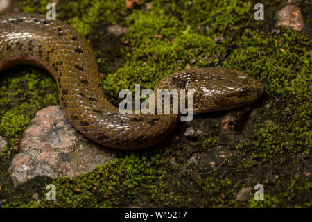Chinese Watersnake (Enhydris chinensis) from Hong Kong, Hong Kong Stock ...