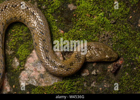 Chinese Watersnake (Enhydris chinensis) from Hong Kong, Hong Kong Stock ...
