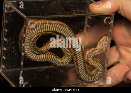 Chinese Watersnake (Enhydris chinensis) from Hong Kong, Hong Kong Stock ...