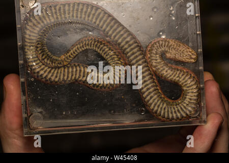 Chinese Watersnake (Enhydris chinensis) from Hong Kong, Hong Kong Stock ...