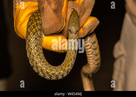 Checkered Keelback (Xenochrophis flavipunctatus) from Hong Kong, Hong ...
