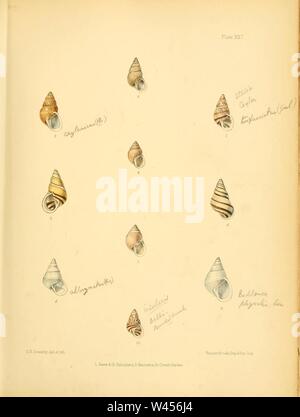Conchologia Indica, mollusks, shells, Harvard University, MCZ, Ernst ...