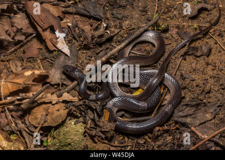 Banded Wolfsnake (Lycodon subcinctus) from Hong Kong, Hong Kong Stock ...
