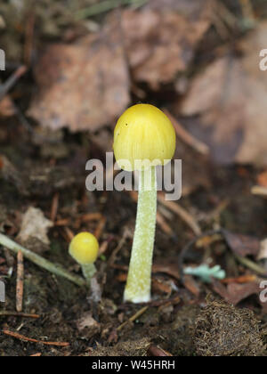 Bolbitius titubans, also known as Bolbitius vitellinus, commonly called ...